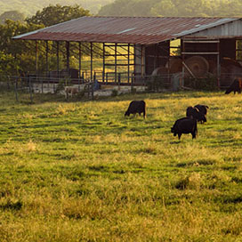 GALLERY | Slidell, Texas