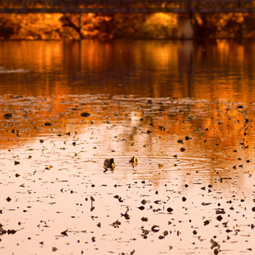 REVIEW | Mamiya ZD dSLR